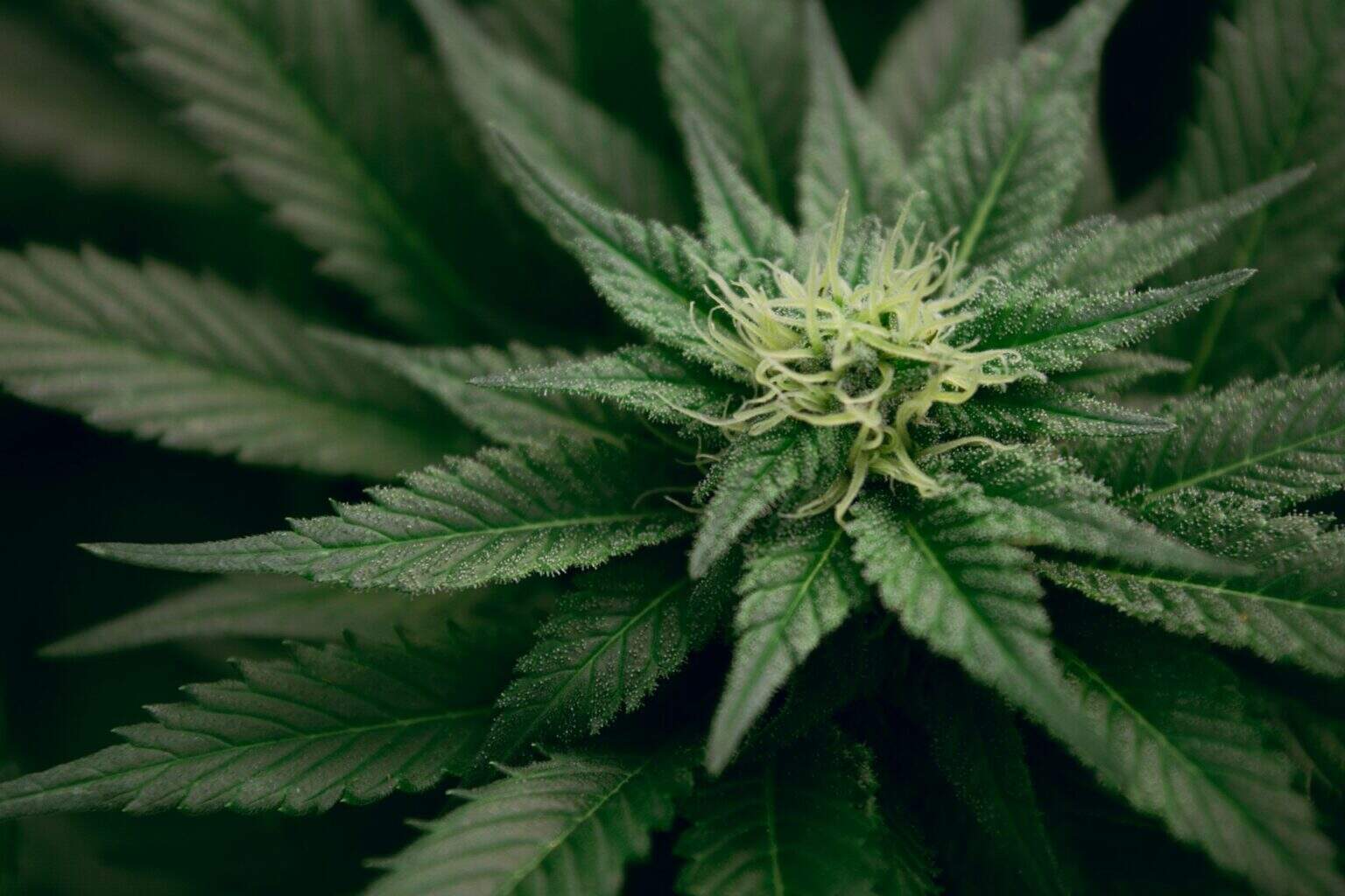 What Are the Strongest Sativa Weed Strains? A Complete Guide | King Tuts
