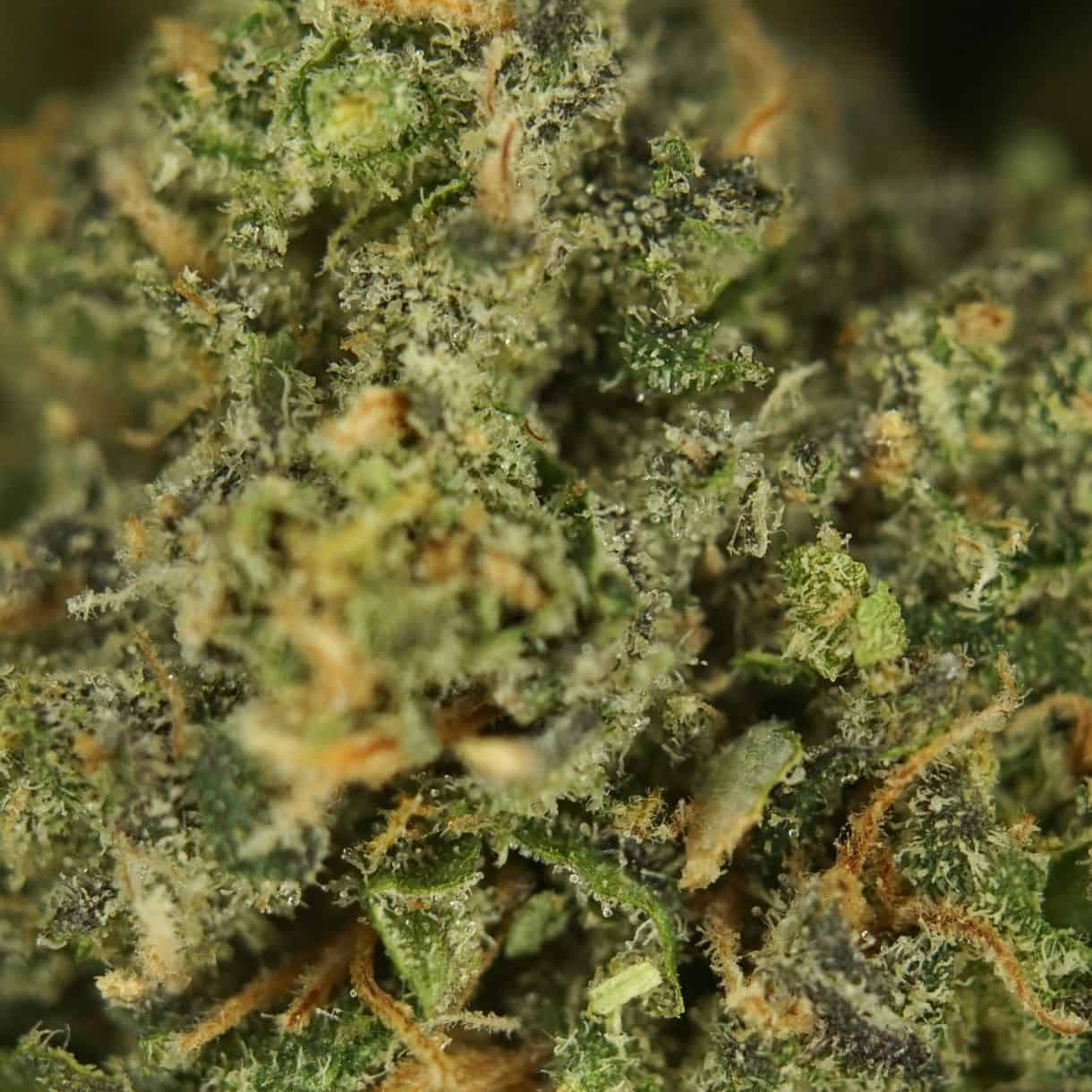 1/2p - JOKER JUICE (BULK) - BALANCED HYBRID - (AAA) | King Tuts