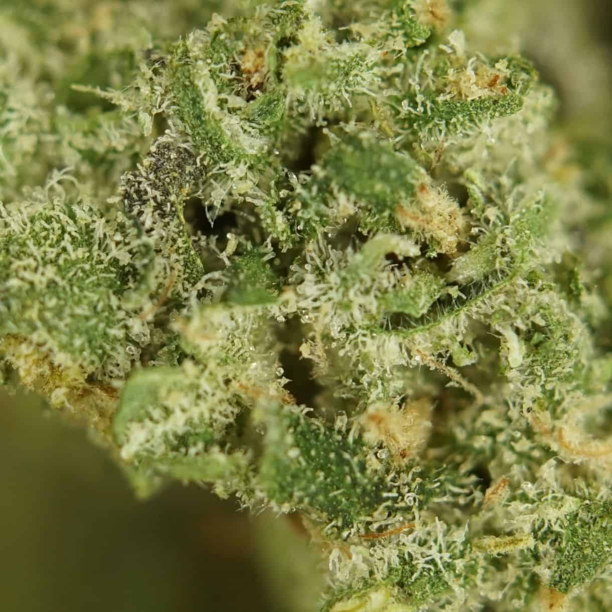 28gr - JOKER JUICE (SMALLS) - BALANCED HYBRID - (AAA) | King Tuts