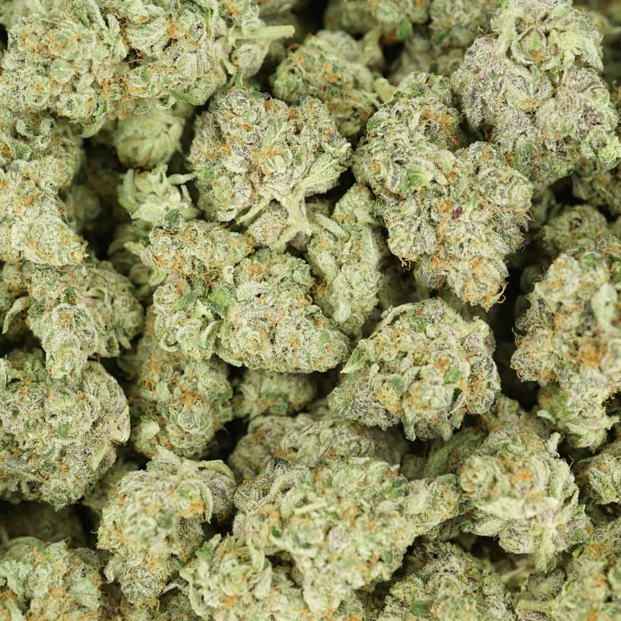 7gr - SECRET COOKIES - BALANCED HYBRID - (AAAA) | King Tuts